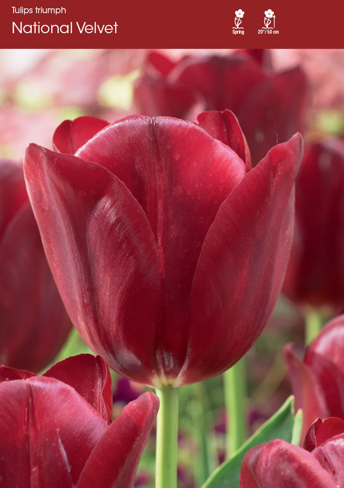 National Velvet Tulip Bulbs – OklahomaTulips.com